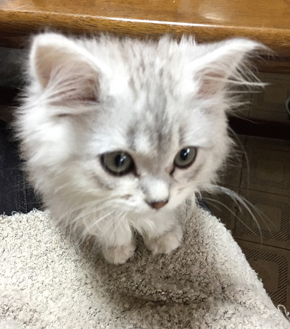 KOTETSU CLUB 会員No.2 「りゅうくん」 - KOTETSU CLUB